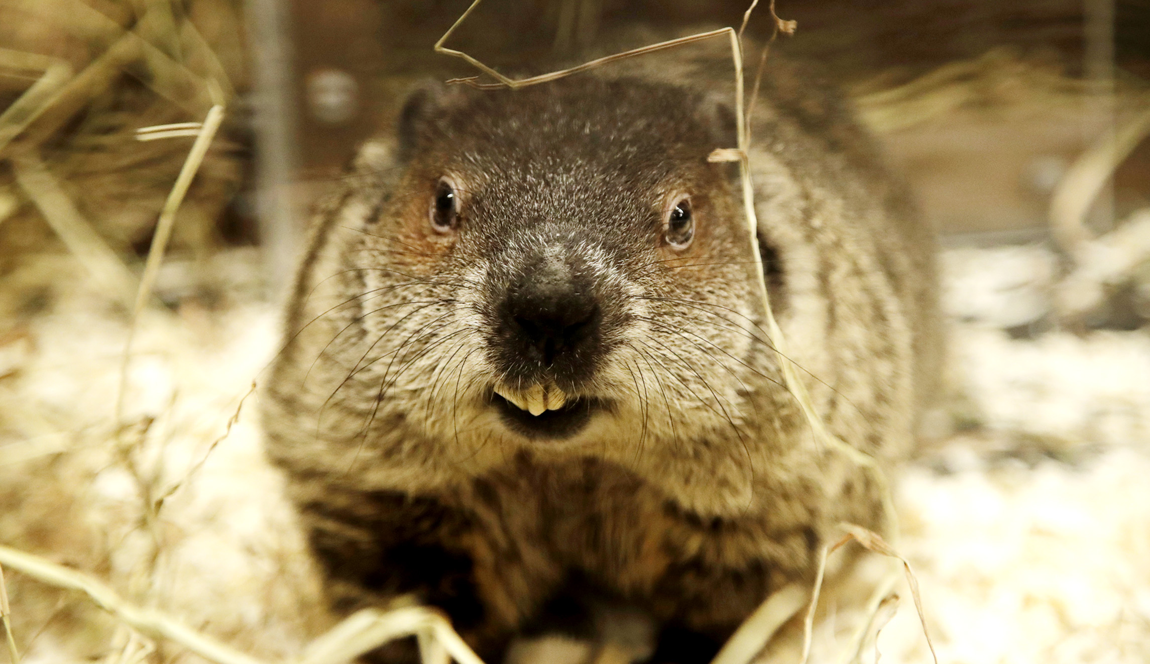 Spring is coming: US groundhogs prognosticate during polar vortex ...