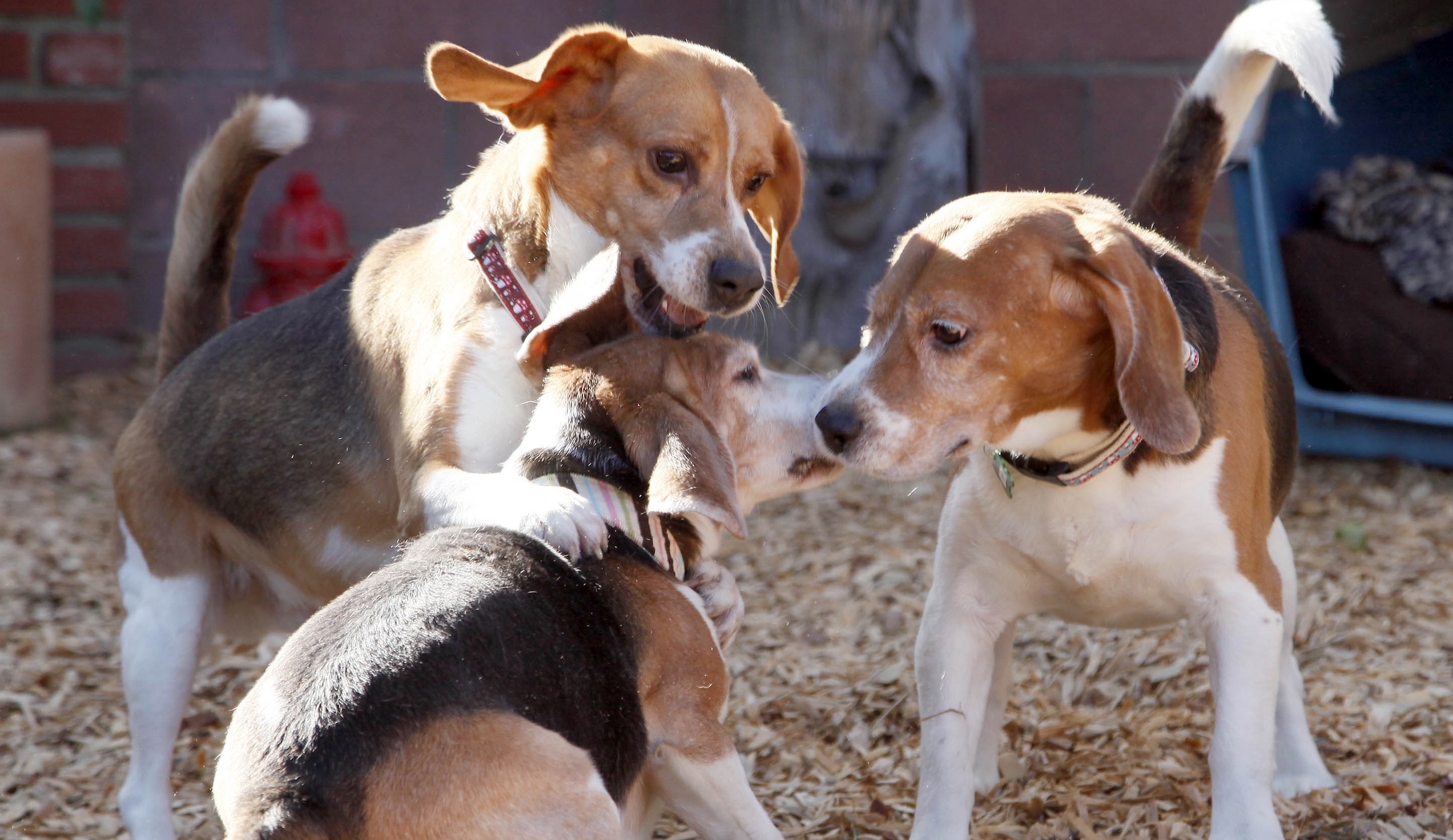 Organization says NIH has experimented on diseased dogs since 1947 ...