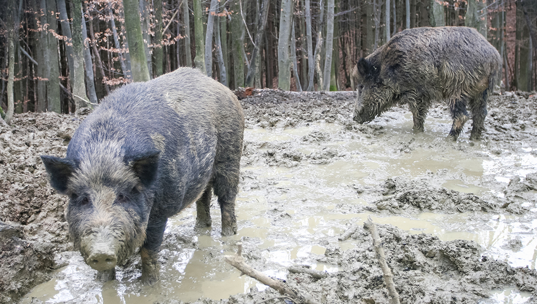 Man’s question about ‘how to kill 30-50 feral hogs’ without a gun goes ...