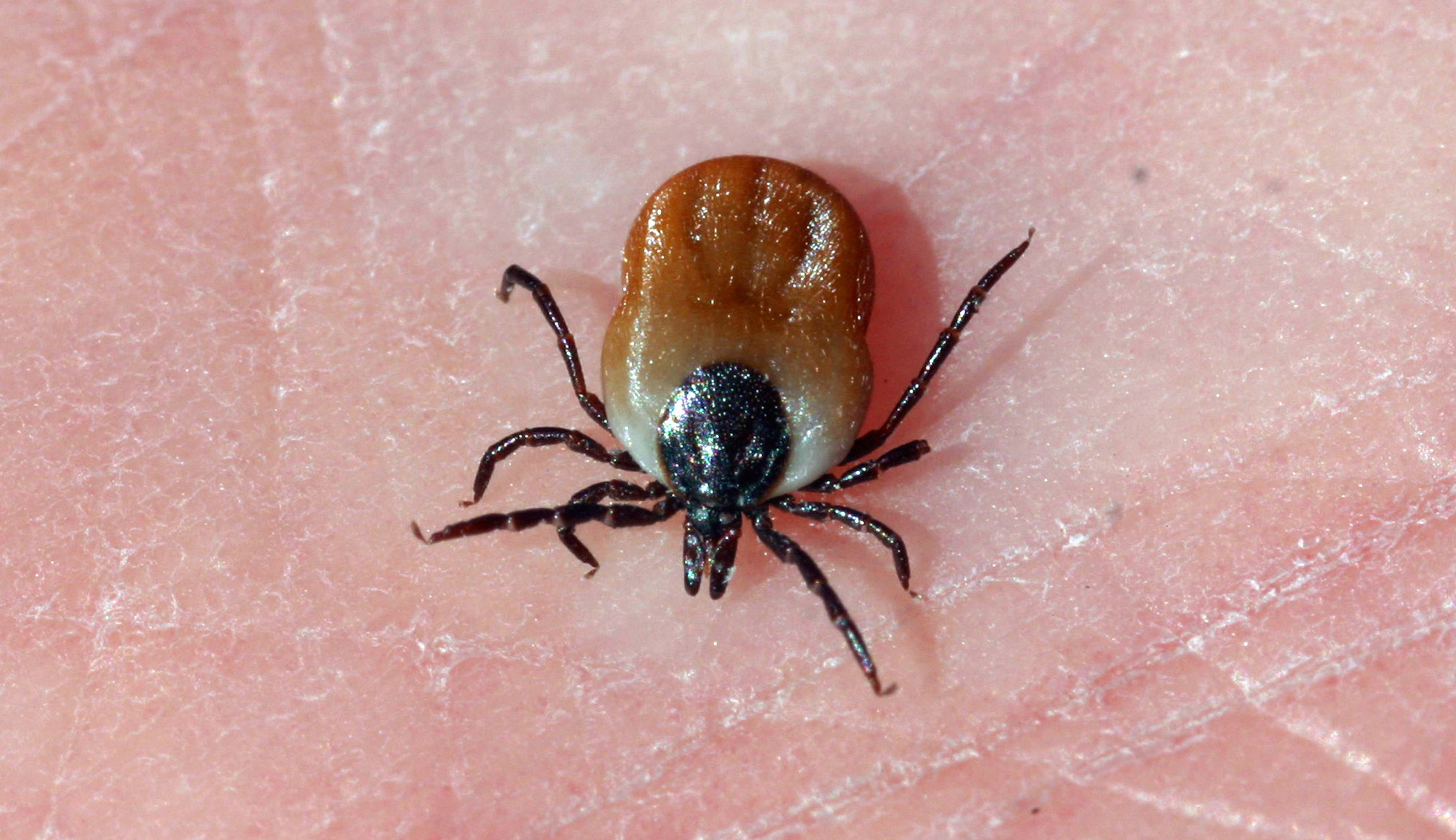 House wants to investigate if US experimented with weaponized ticks ...
