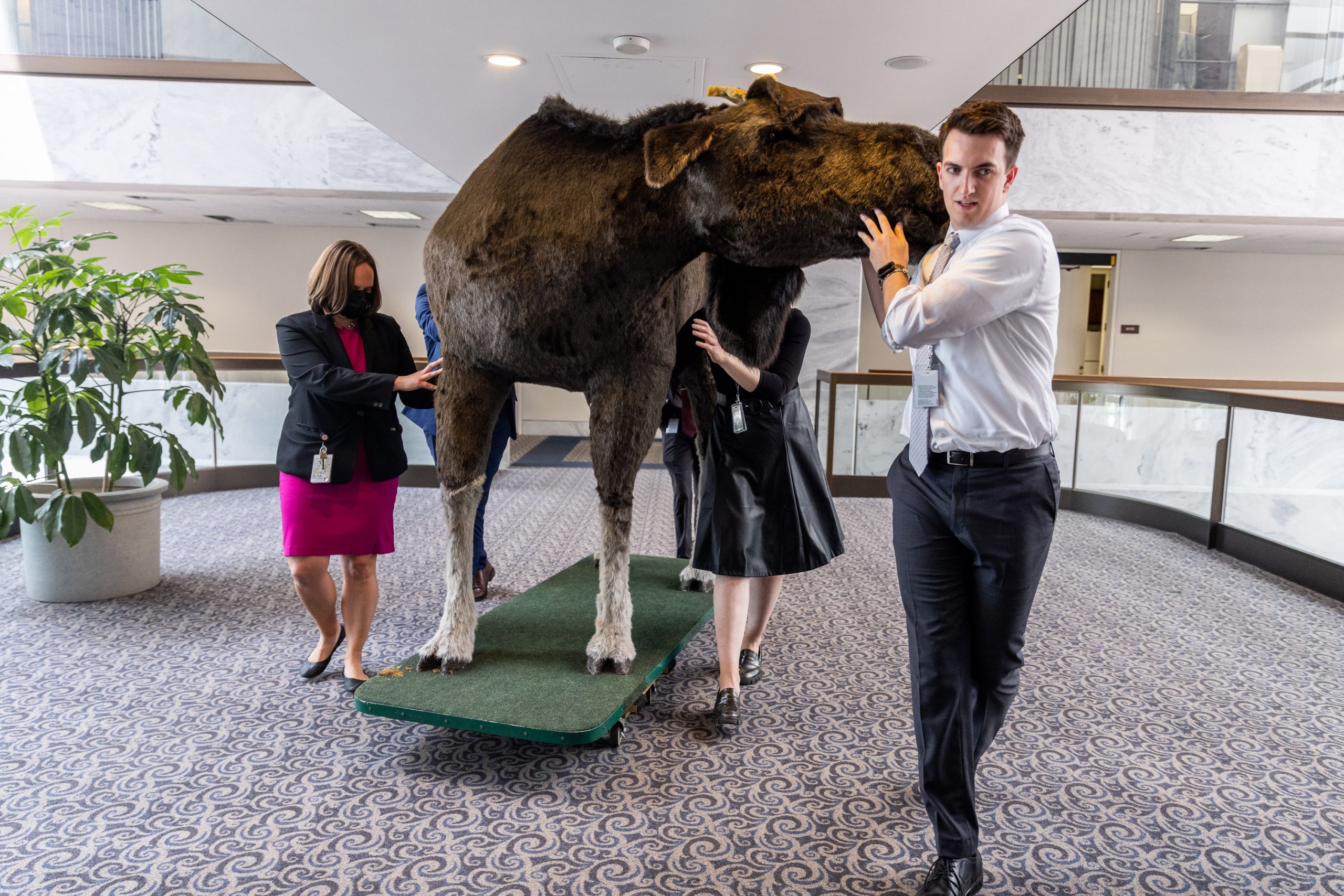 ‘Marty the Moose’ on the loose at the Capitol: Washington Photos of the ...