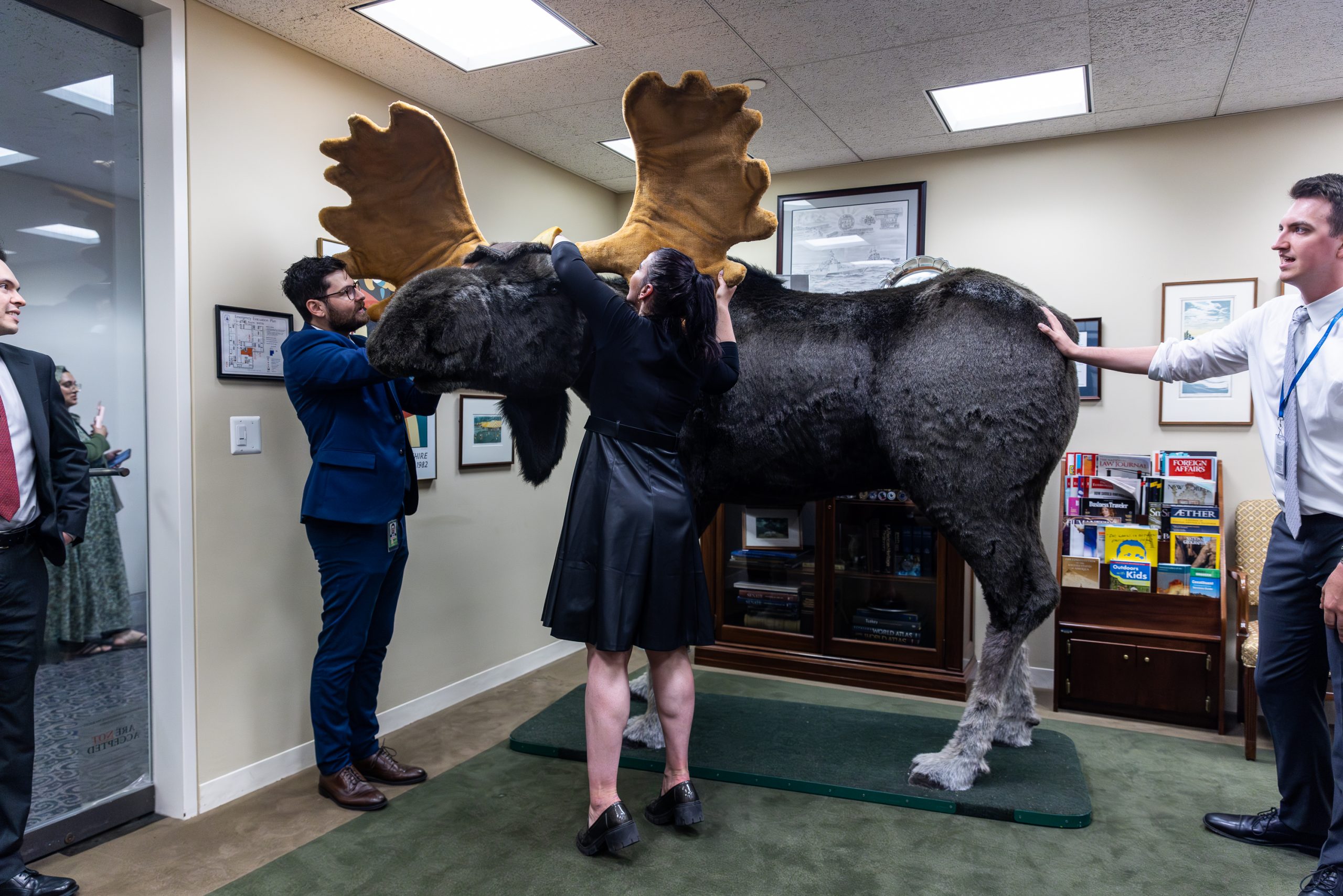 ‘Marty the Moose’ on the loose at the Capitol: Washington Photos of the ...