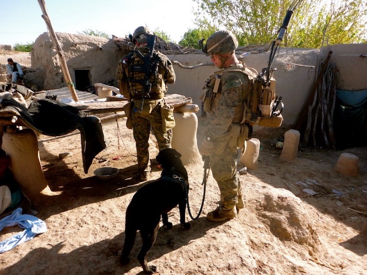 Bomb Dogs: Honoring the Courage of Four-Legged Warriors - Washington ...