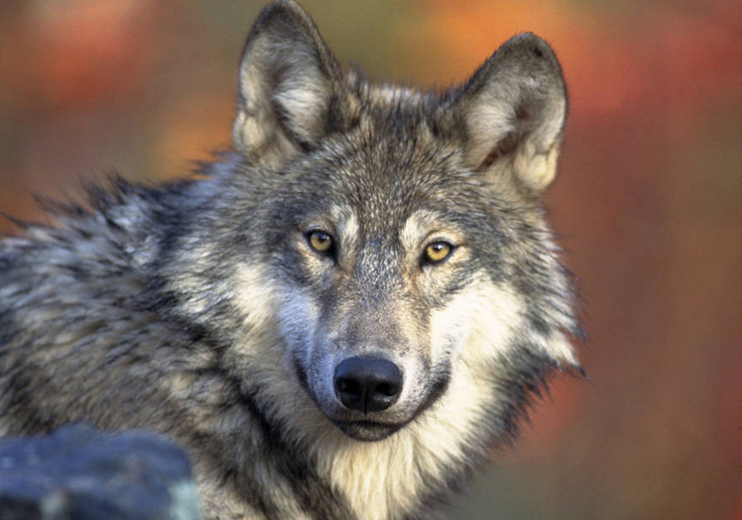 Wolves confirmed in upstate New York despite denials - Washington Examiner