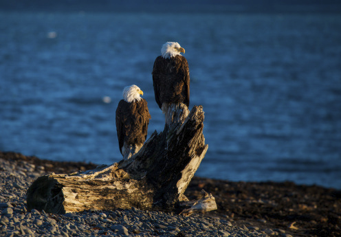 Time for common sense and context on wind turbines and eagles ...