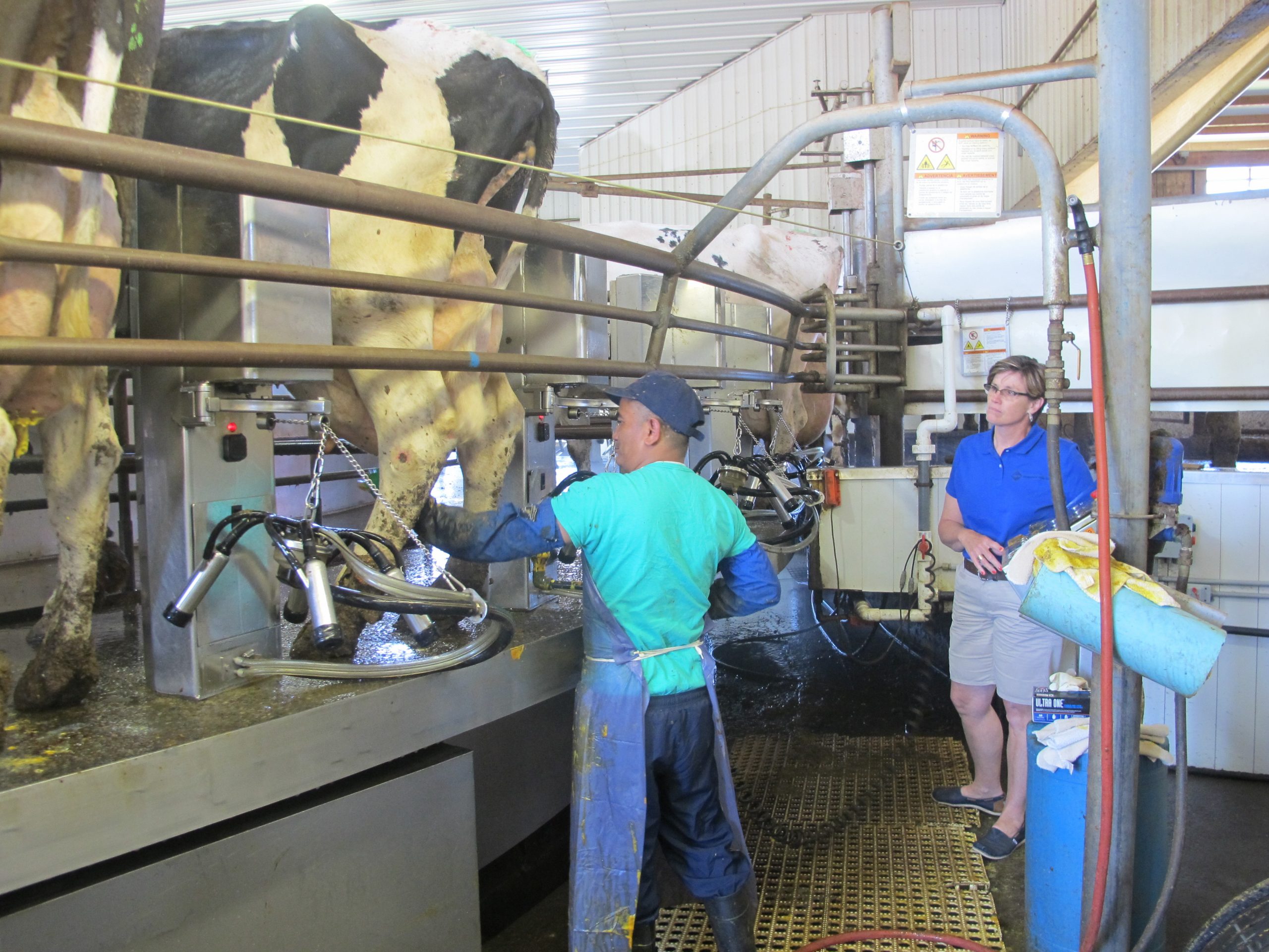 Program trains refugees for work on NY dairy farms - Washington Examiner