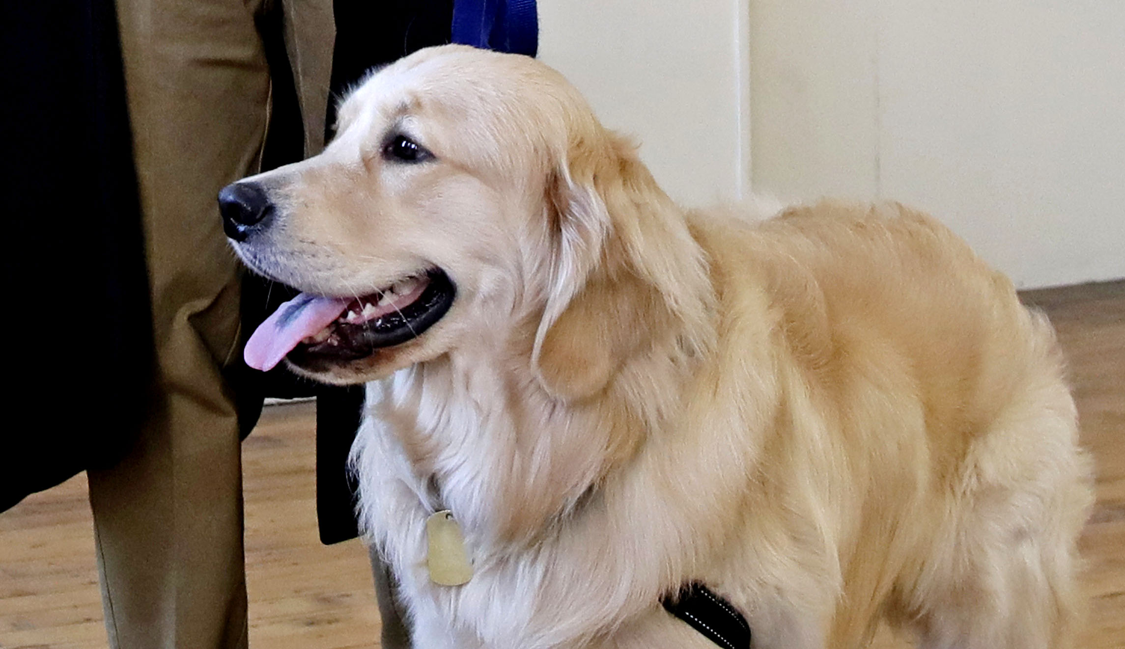 Pooch poll: Elizabeth Warren’s dog more popular than she is ...