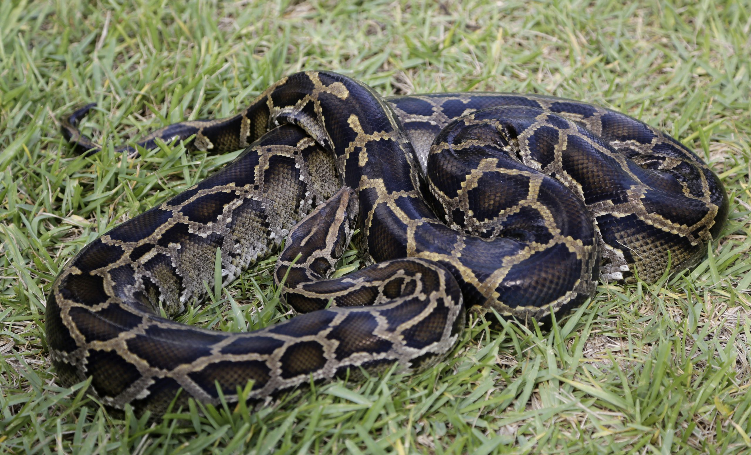 Florida seeking 50 exotic python slayers to help cull invasive species ...