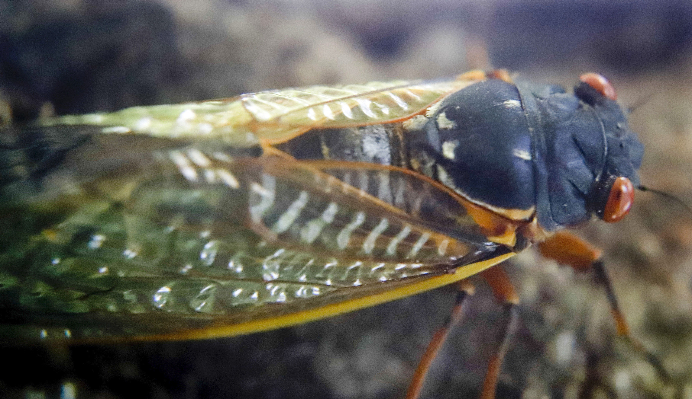 Mind-controlled 'zombie' cicadas are sexually transmitting psychedelic ...