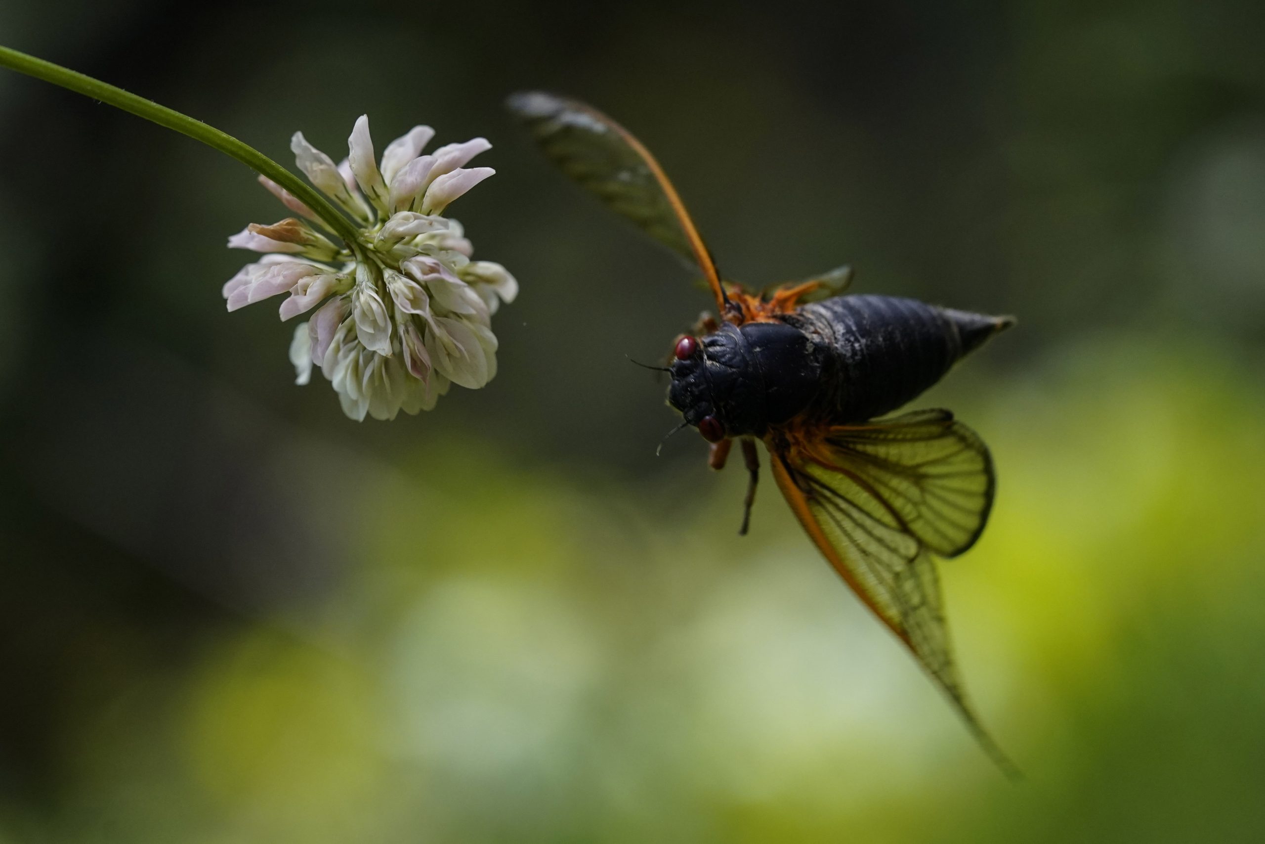 Chocolate-covered cicadas are latest candy craze - Washington Examiner