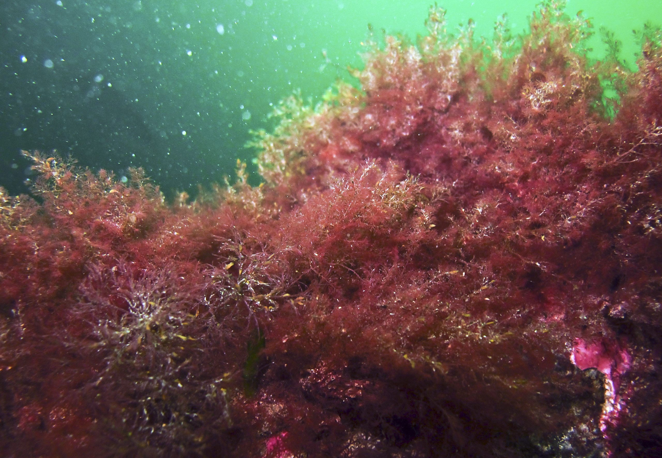 Invasive seaweed spreads along New England coast - Washington Examiner