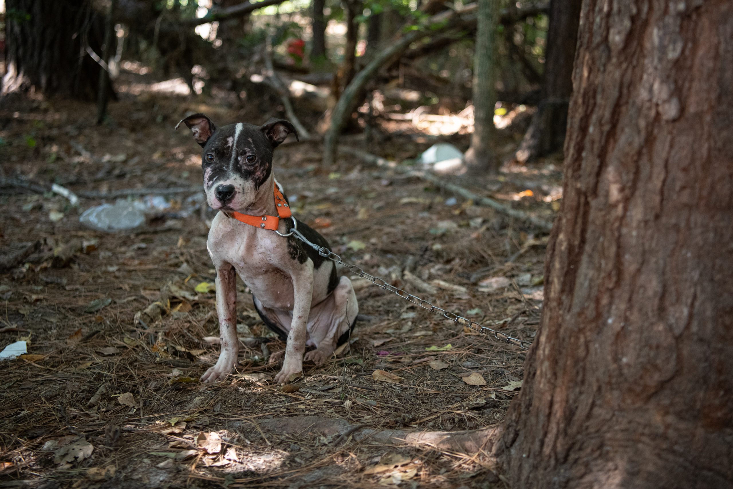 DOJ rescues over 300 dogs in largest bust of dogfighting operation in ...