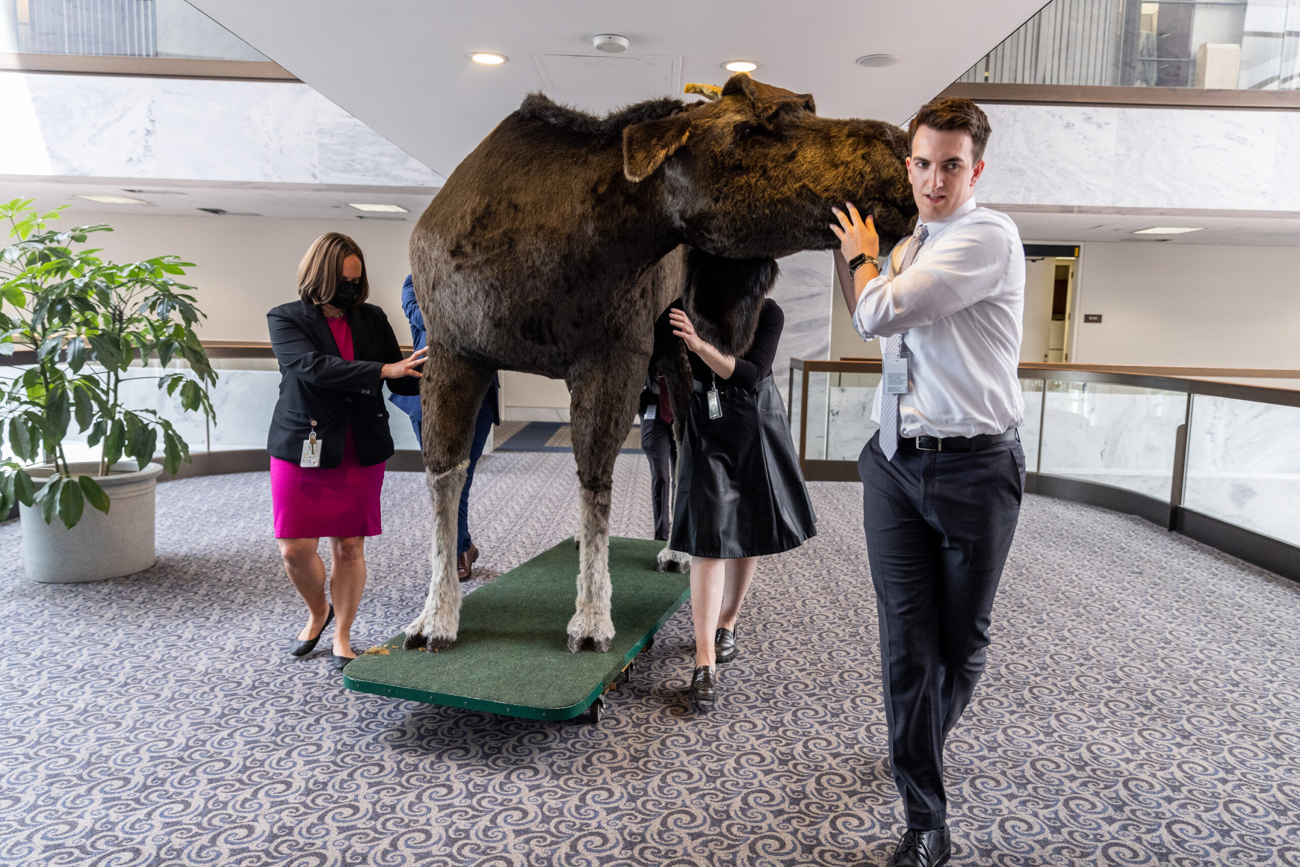 ‘Marty the Moose’ on the loose at the Capitol: Washington Photos of the ...