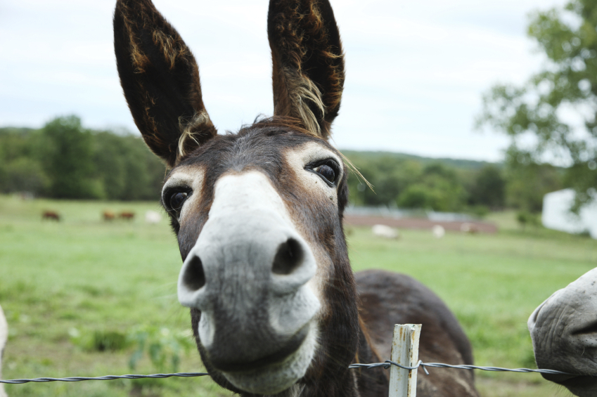 A jackass helps the Marines - Washington Examiner