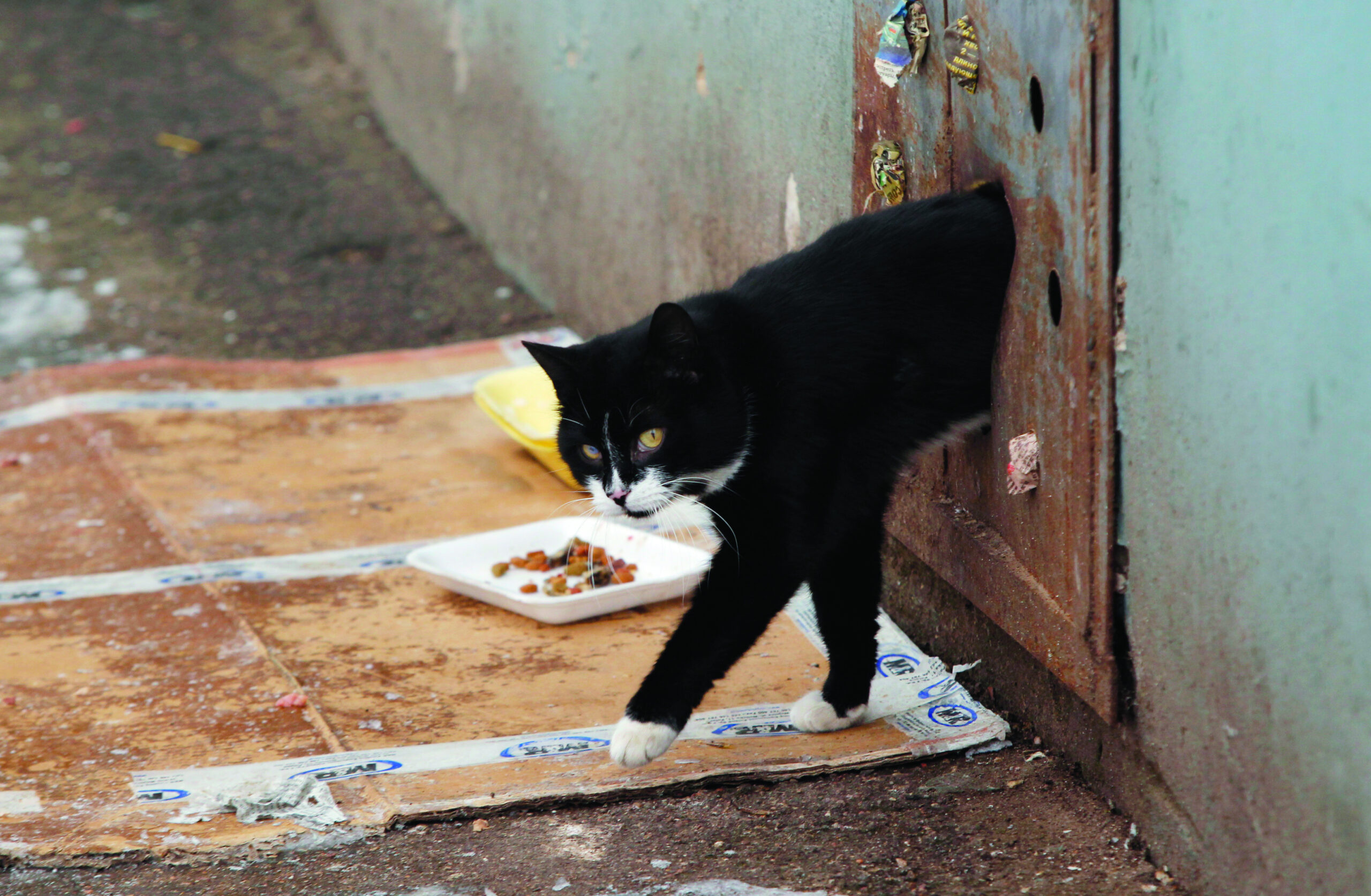 Activists: Stray cats dying in Belarus basements - Washington Examiner