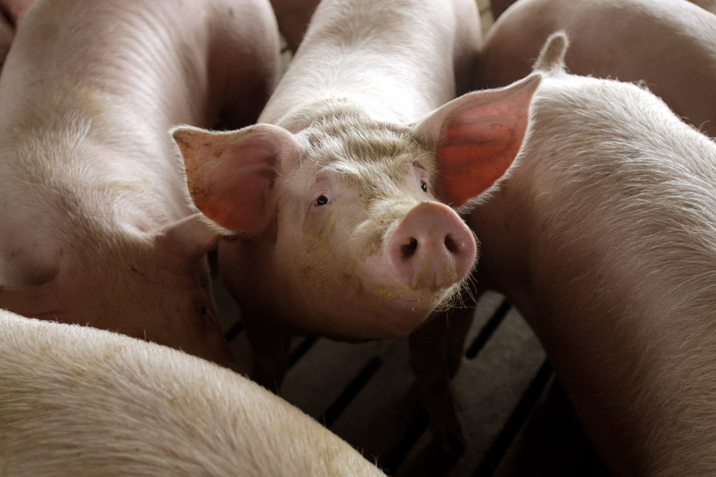 FDA pulls pig drug due to cancer risk - Washington Examiner