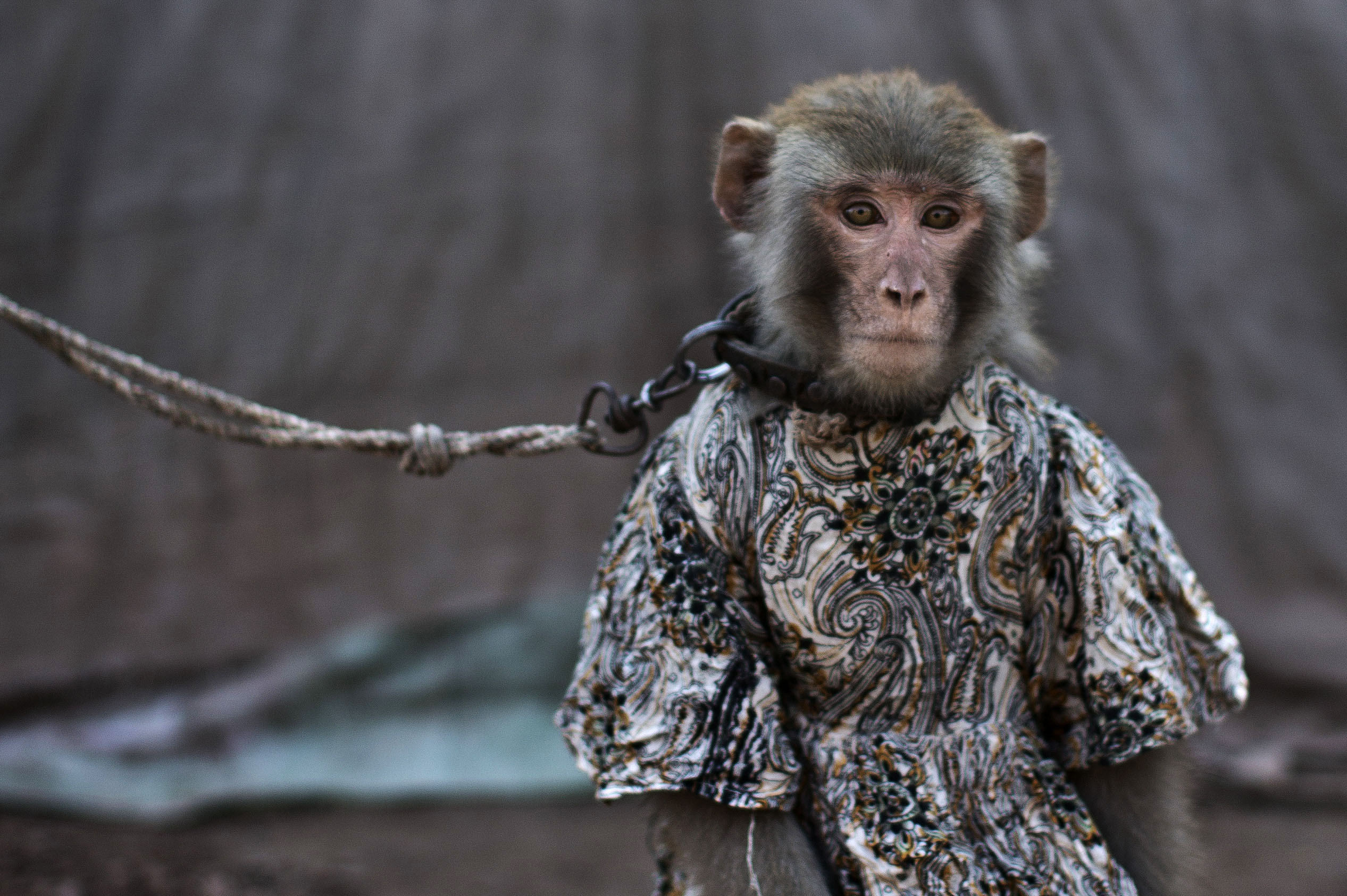 AP PHOTOS: Life of a trained monkey in Pakistan - Washington Examiner