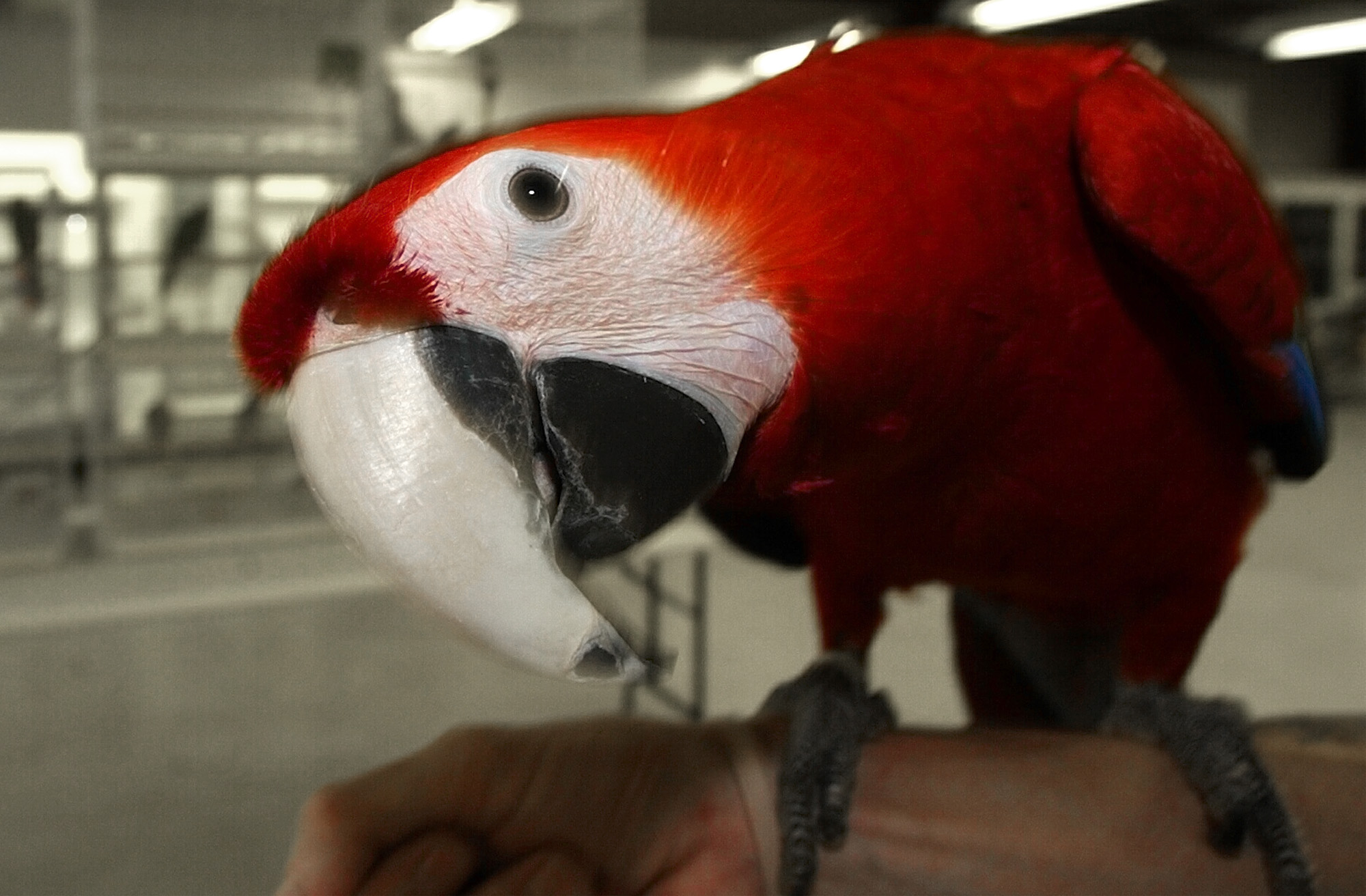 Trump says goodbye to endangered species protections for parrots ...