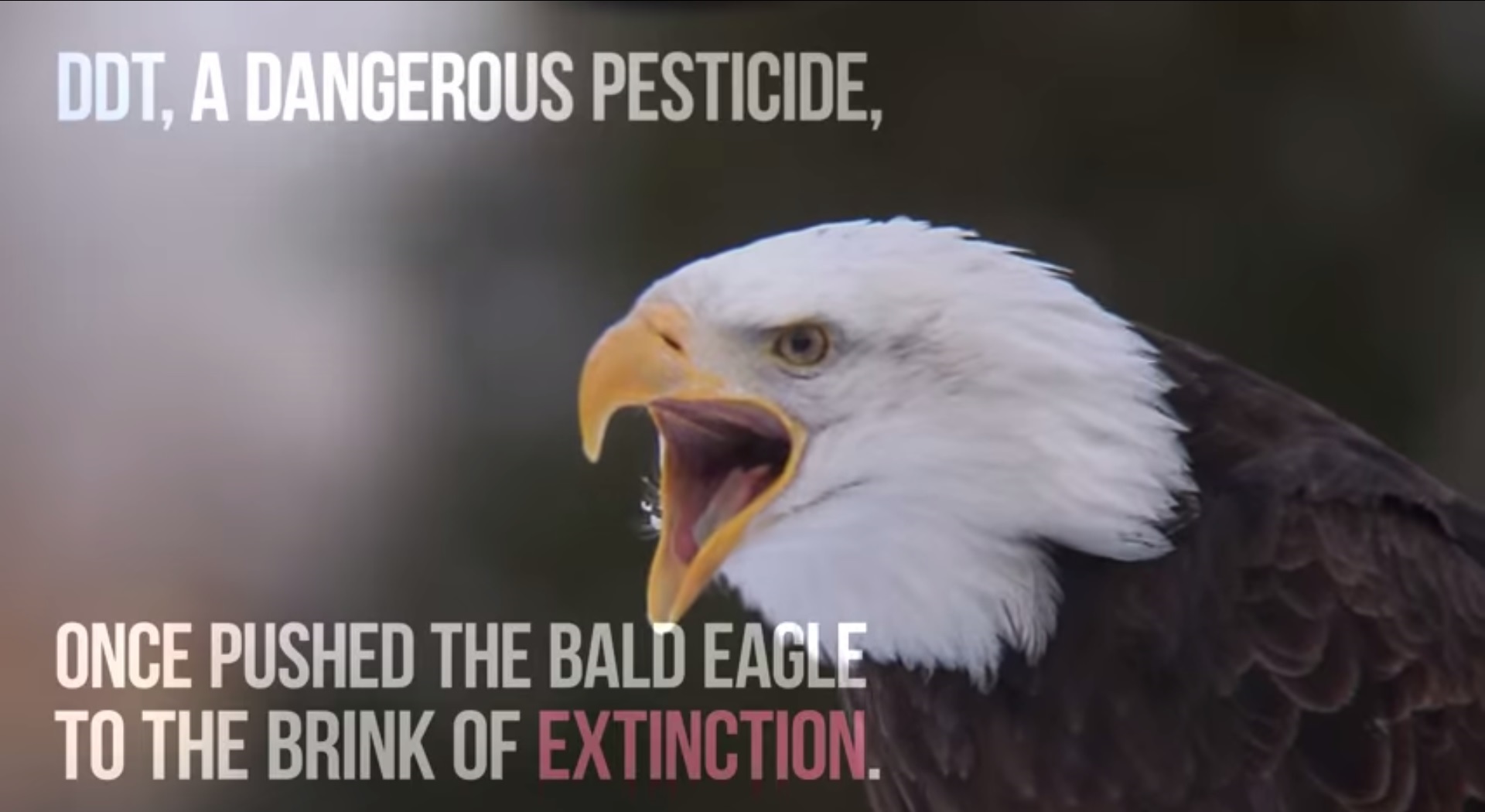 Happy 4th: EPA touts 43-year-old DDT ban - Washington Examiner