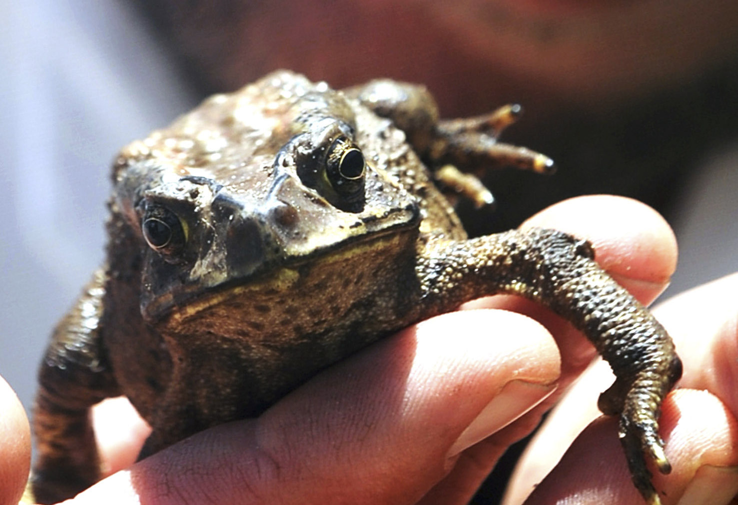 Asian toad stowaway gets new home in South Africa - Washington Examiner