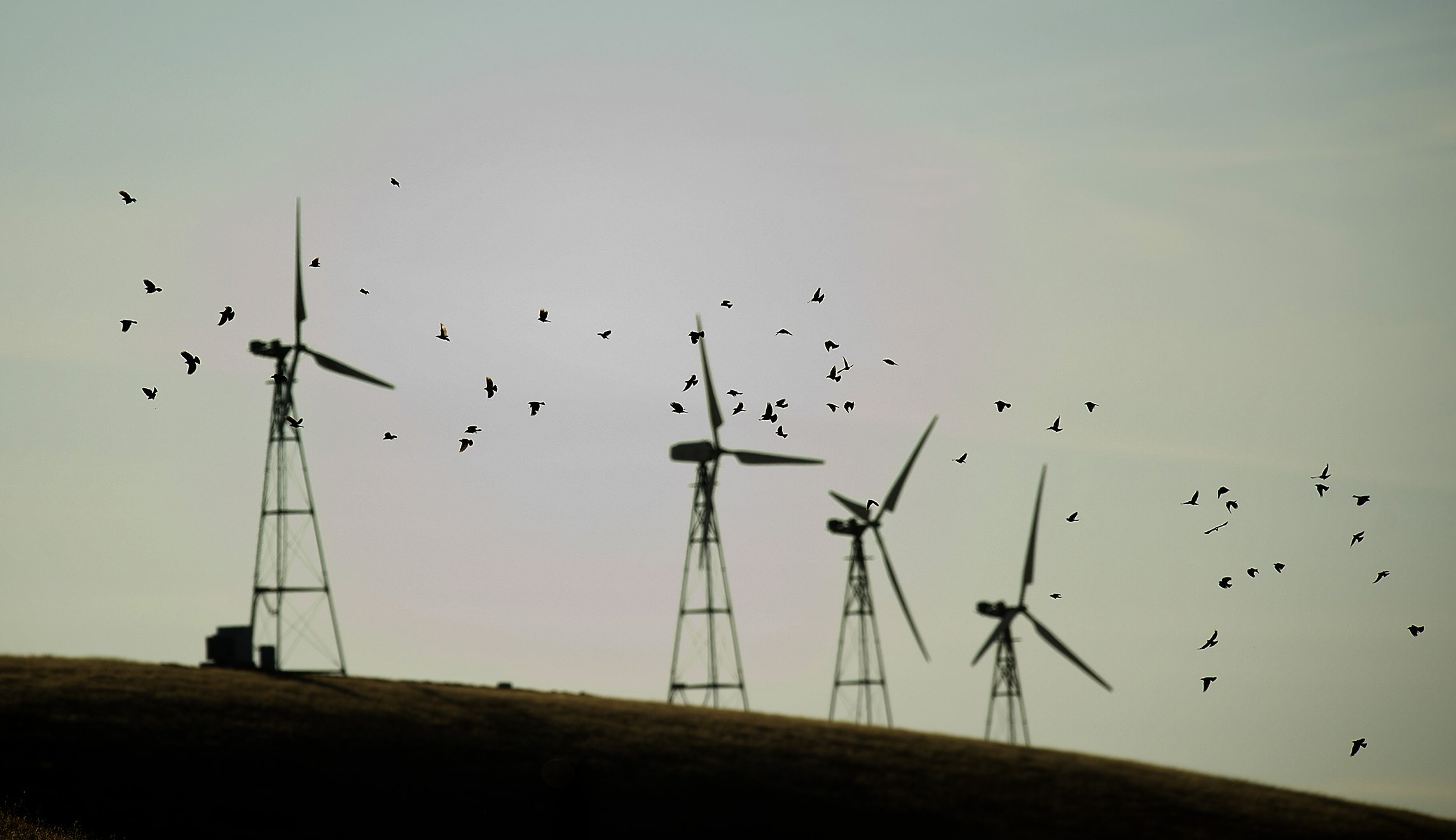 Former officials protest Trump’s move to ease bird kill regulations ...