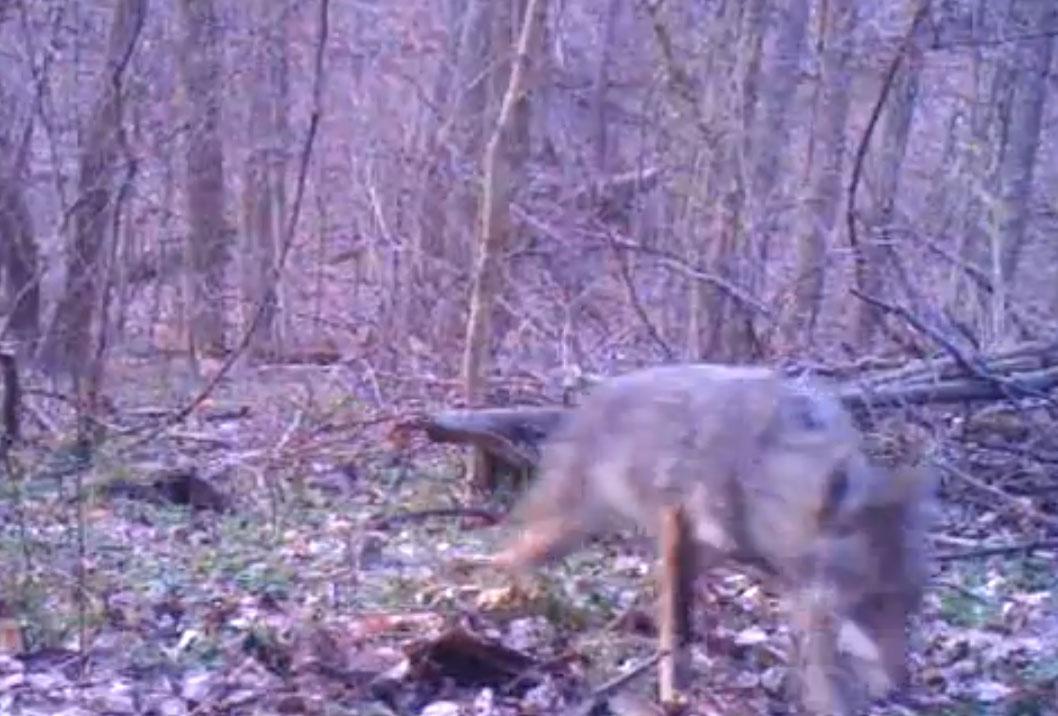 Video: Coyote spotted in Arlington, officials say - Washington Examiner