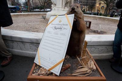 ‘Taxidermy Phil’ serves up a stiff Groundhog Day for D.C. - Washington ...