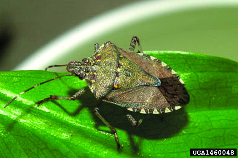 Stink bug crisis reaches 38 states, Pacific Coast - Washington Examiner