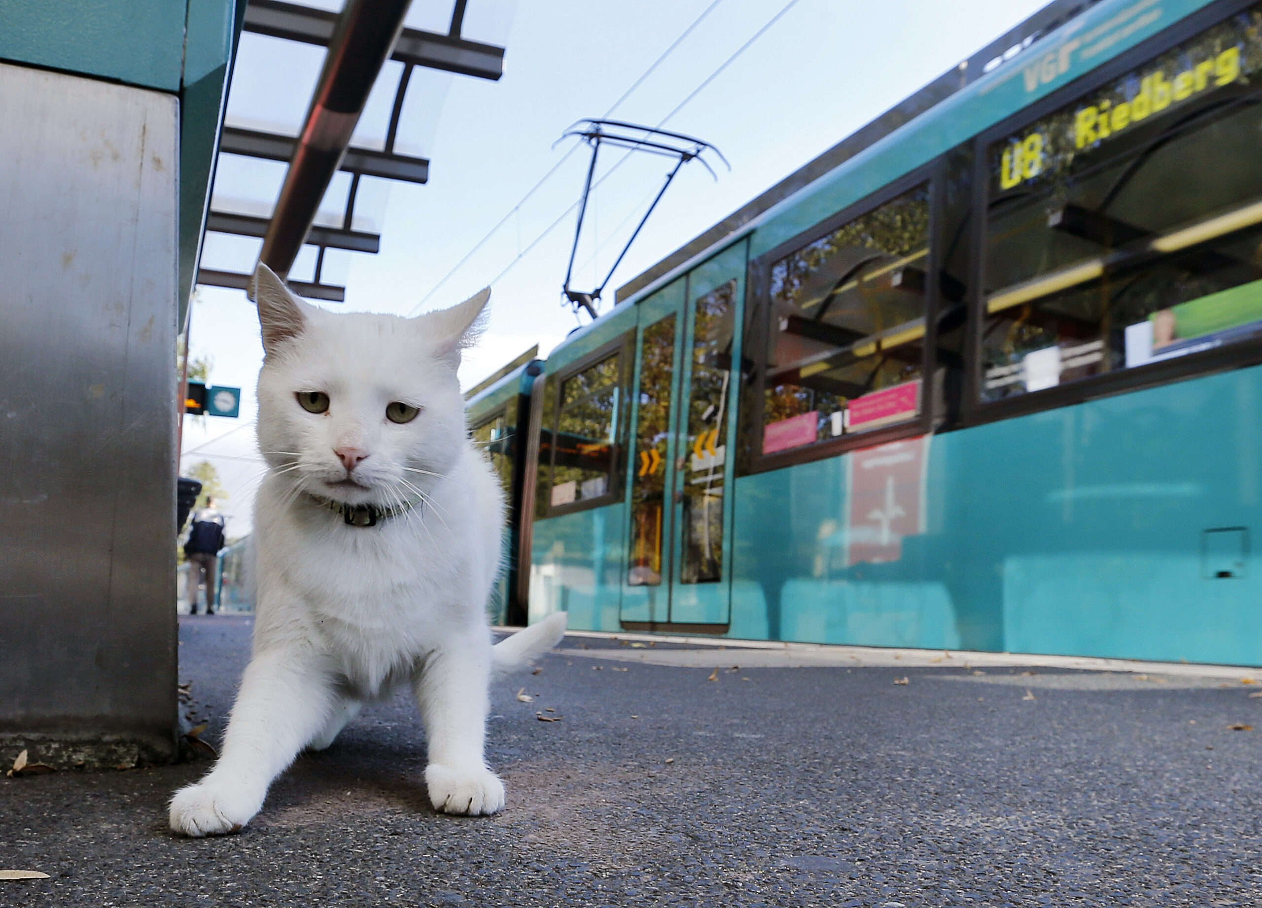 PETA uses vulgar Trump quote to help save cats - Washington Examiner