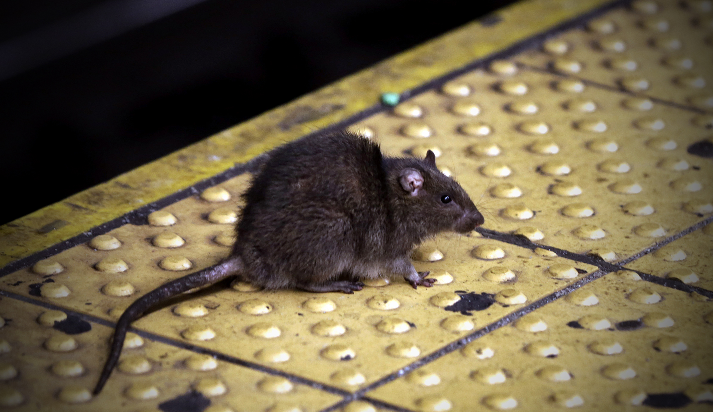‘Unearthing and unleashing hell’: Gentrification driving rat ...