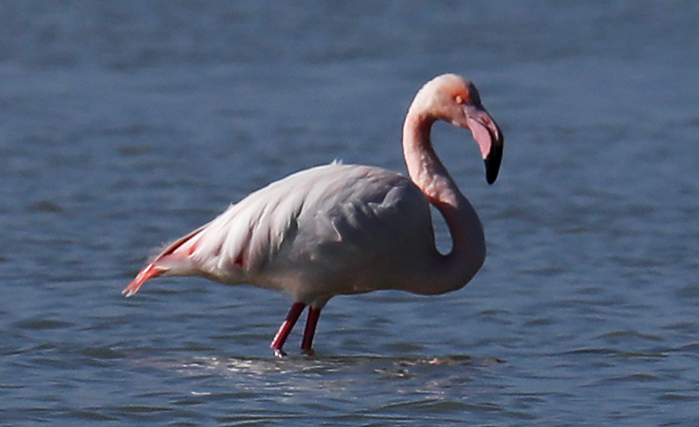 Flamingo spotted after 17 years on the run from Kansas zoo - Washington ...