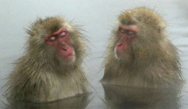 WATCHDOGS TODAY: Retired monkeys living it up on federal tab in ...