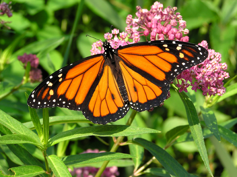 Monarch butterfly may get ‘endangered’ status - Washington Examiner