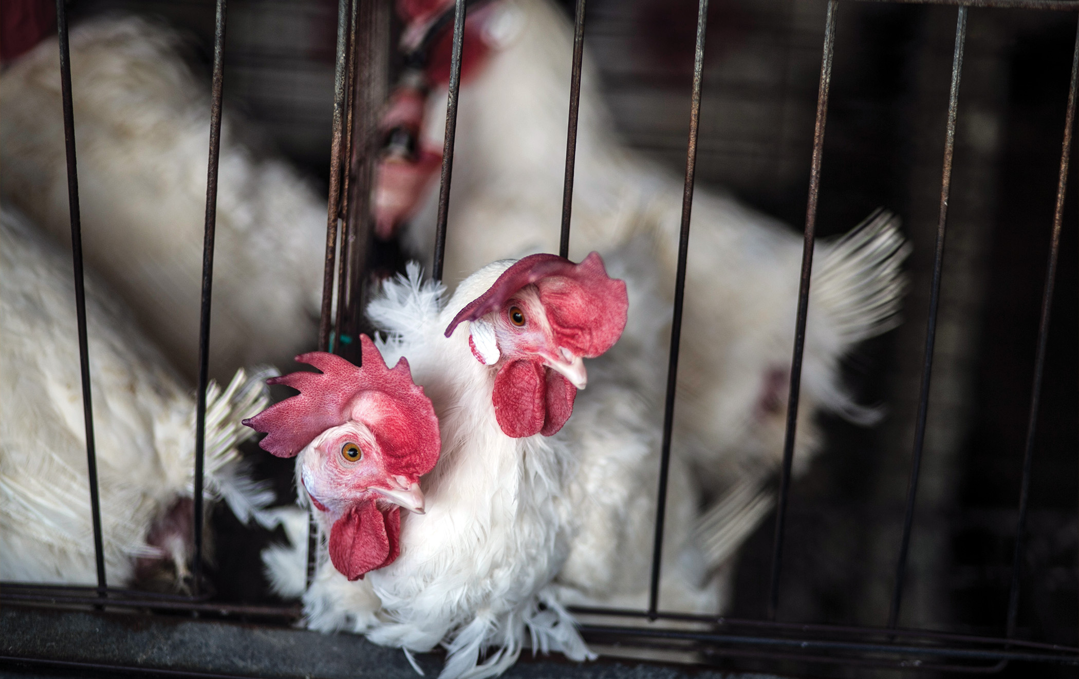 Antitrust crusades won’t stop inflation - Washington Examiner