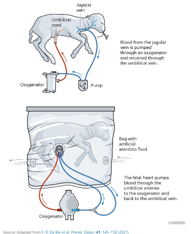Anti-abortion advocates see promise in artificial womb technology ...