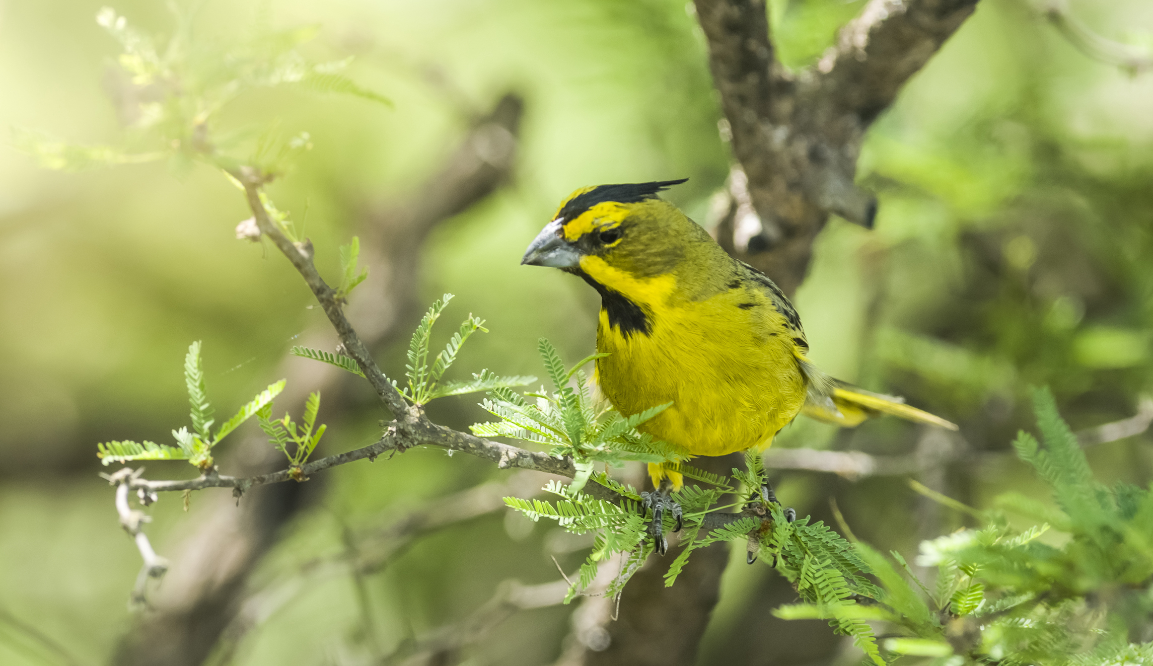 SEE IT: Rare yellow cardinal seen in Florida - Washington Examiner
